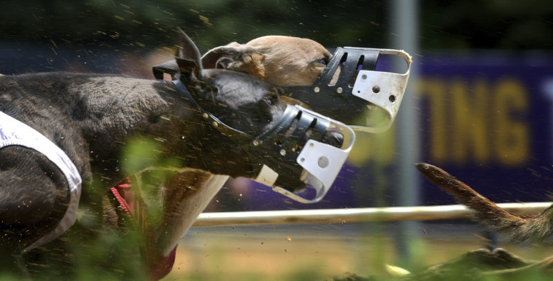 West Virginia’s Greyhound Racing Days Could be Numbered | News, Sports ...